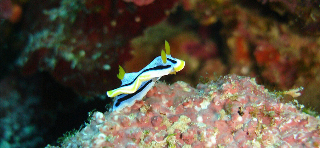 Is Muck Diving The Ultimate Zen diving? Mindful Scuba Adventures