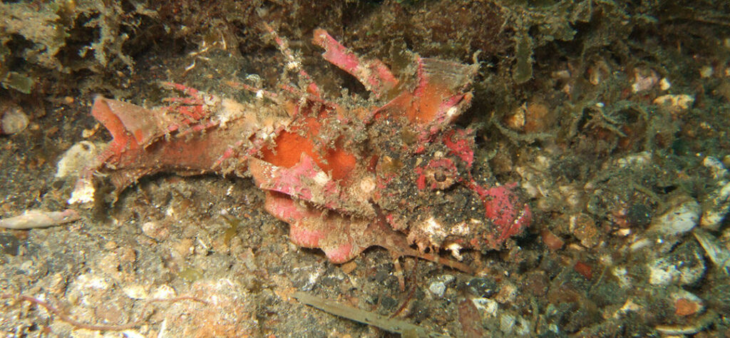 Is Muck Diving The Ultimate Zen diving? Mindful Scuba Adventures