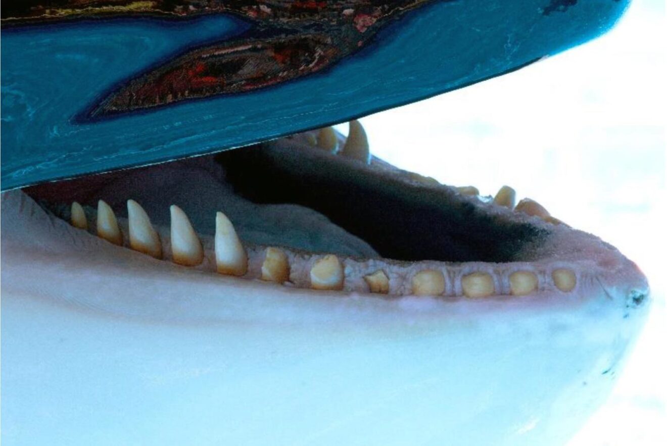 Tooth damage bites for captive orcas