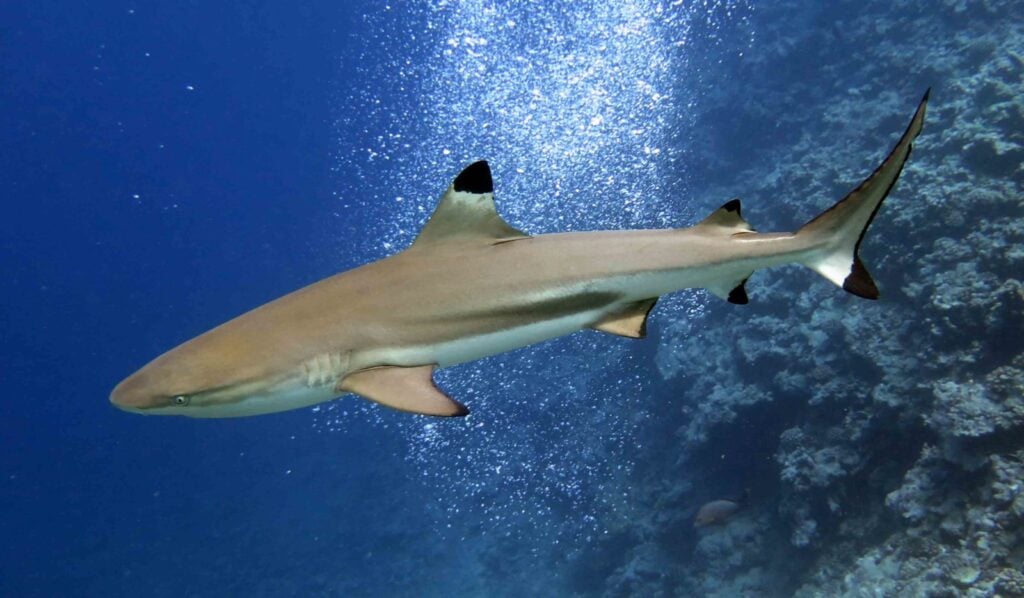 Samoa declares shark sanctuary