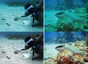 5 of the best Underwater photo-editing Apps