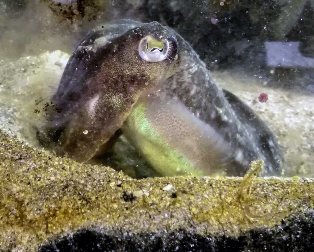 Cuttlefish snacks depend on what’s for dinner