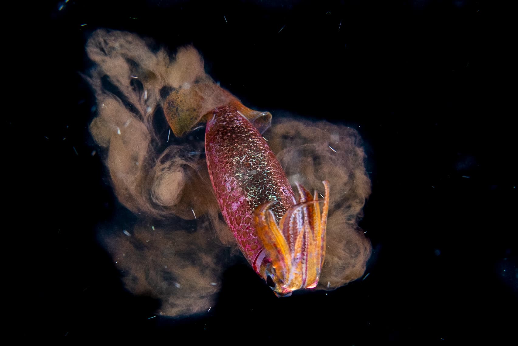 Living in the Dark The Blackwater Diving World