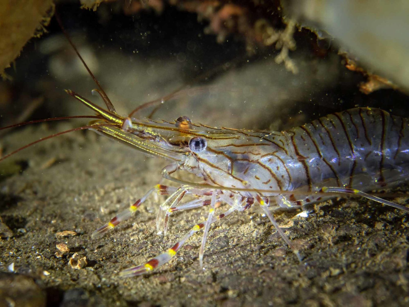 Diving with a new baby