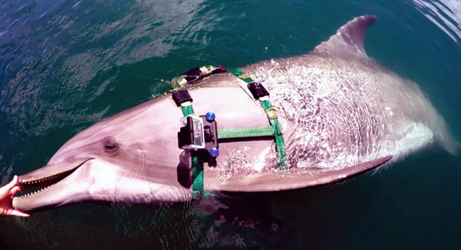 Captured on Camera: How Dolphins Hunt