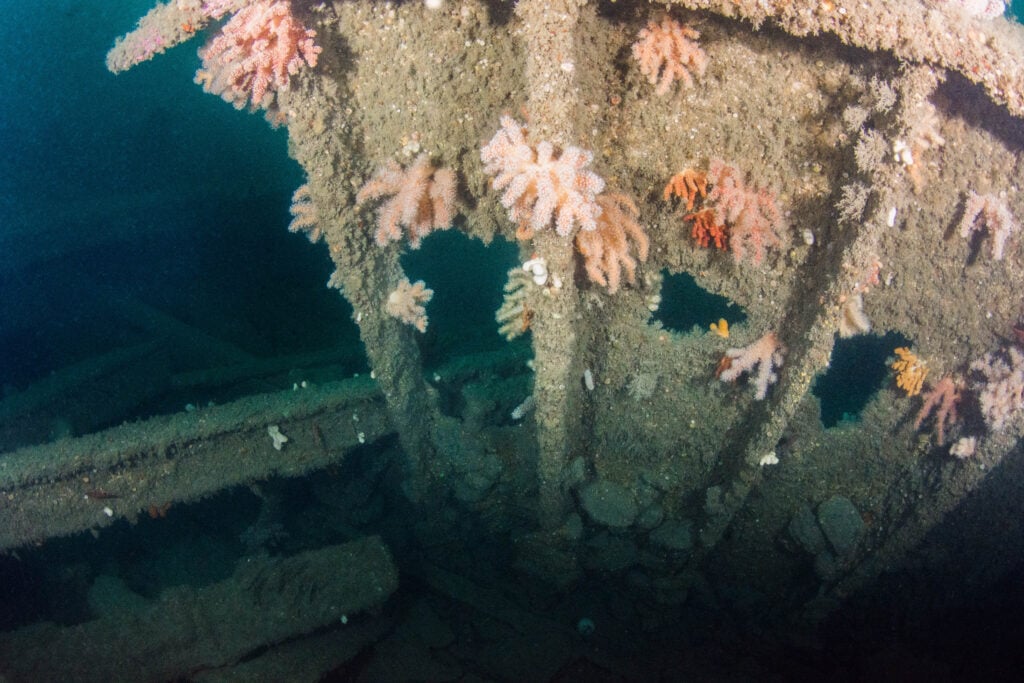 Diving the Isles of Scilly: Wrecks, Reefs, and Seal Encounters