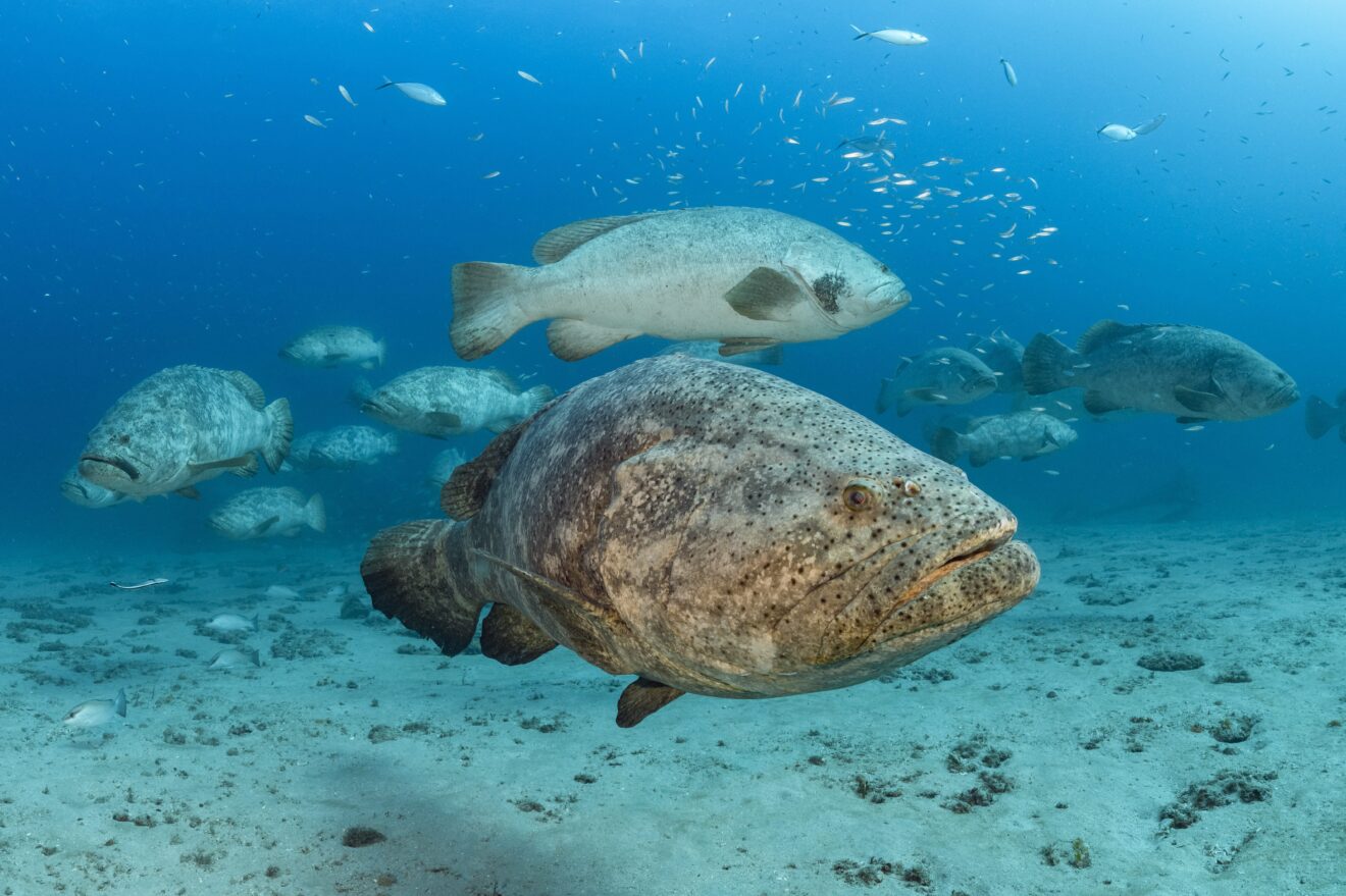 Dive the Goliath grouper hotspots