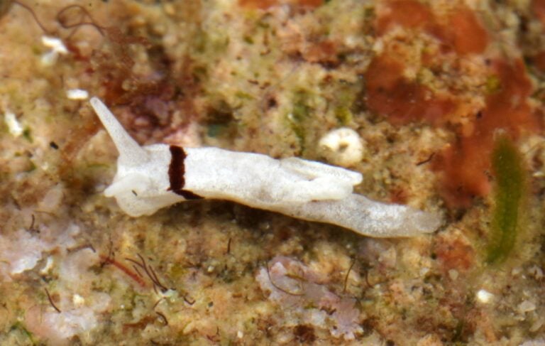 Sea-slug supremo tags 14 new nudis