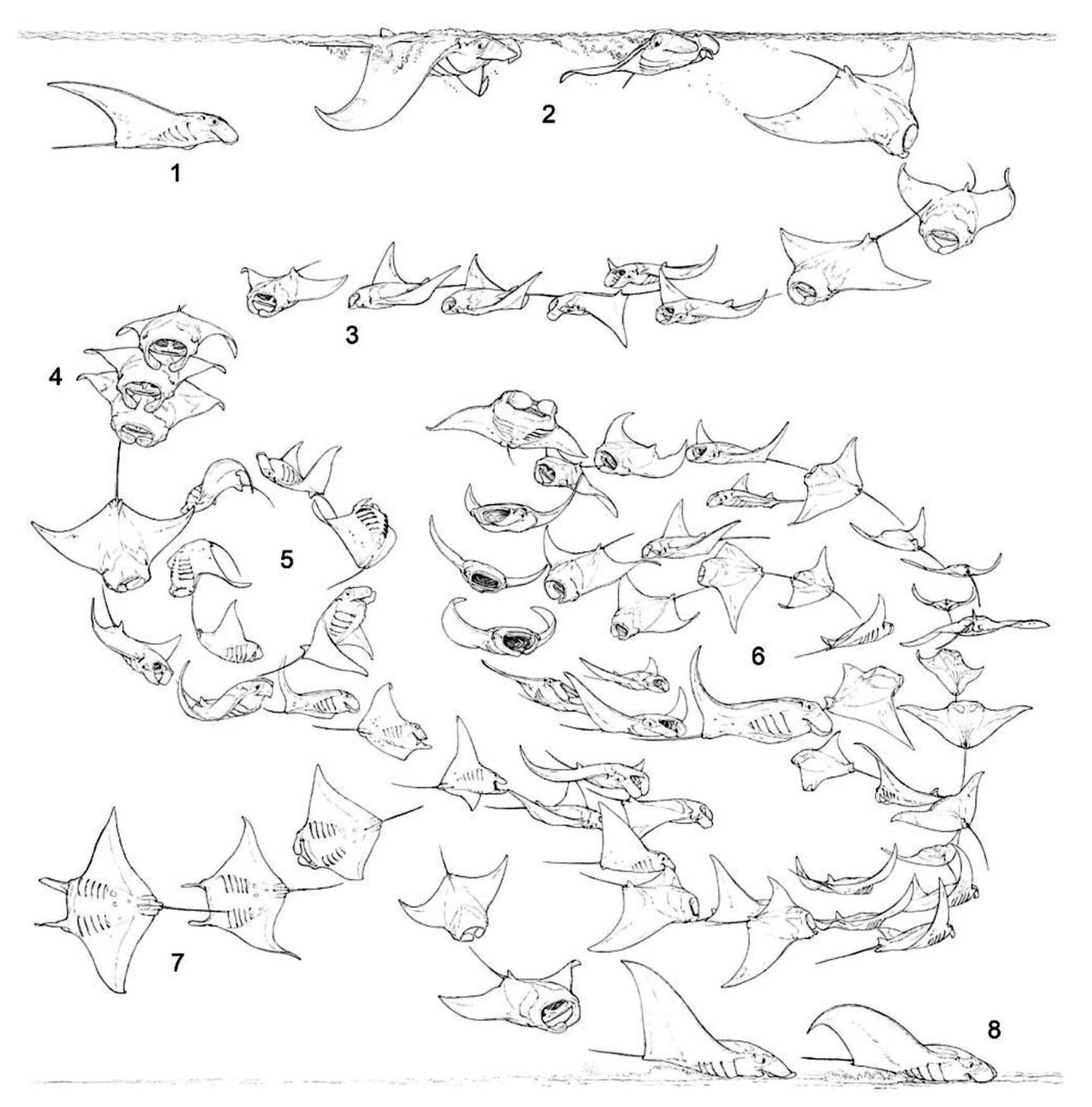 Perfect storm: Cycloning manta rays