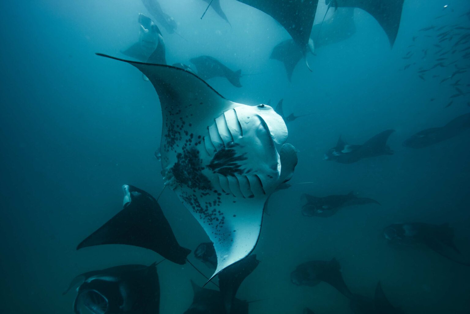 Perfect storm: Cycloning manta rays