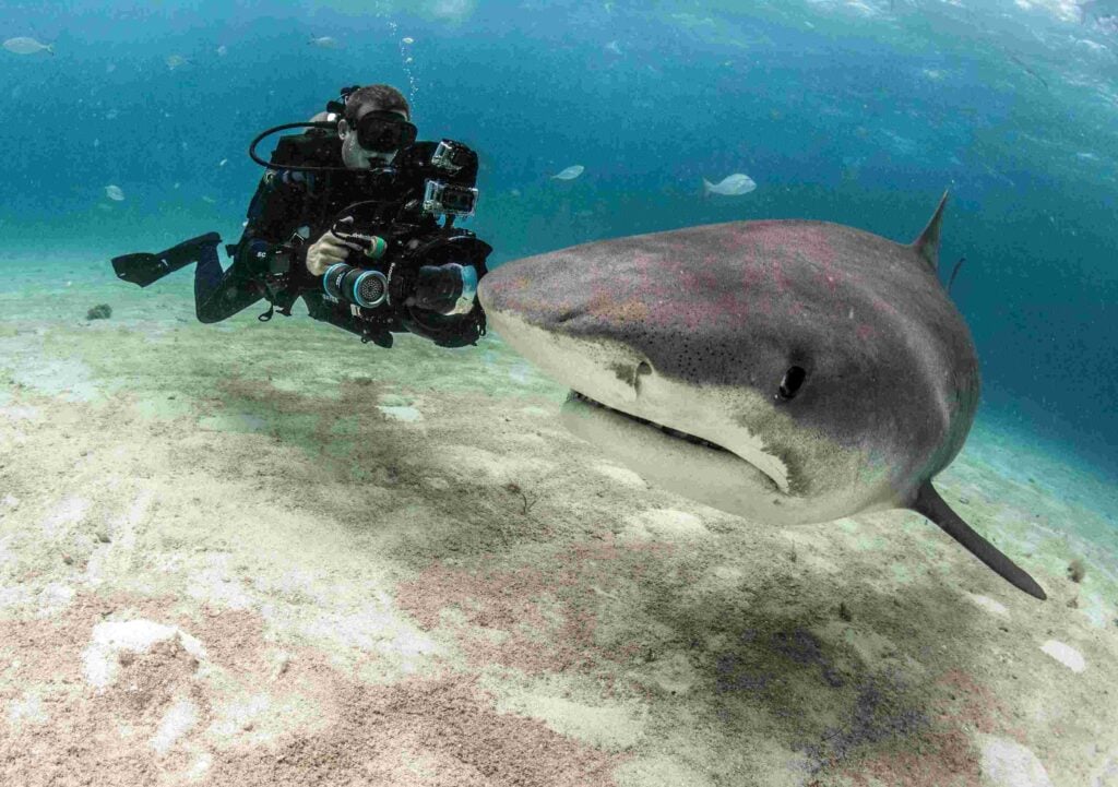 Meet shark diver Andy Brandy Casagrande