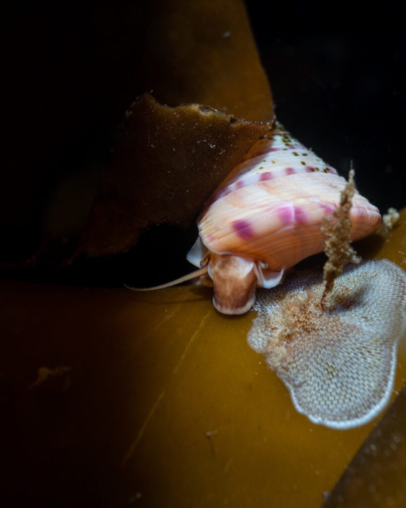 7 UK photographers celebrate World Wildlife Day