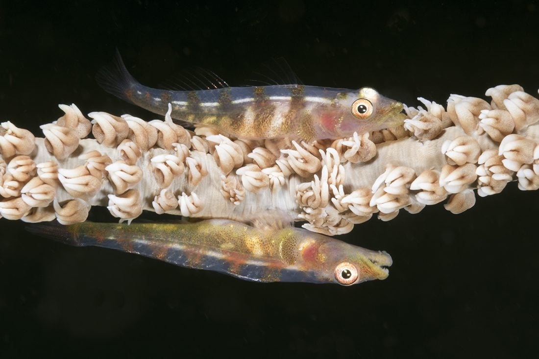 Wakatobi's weird-and-wonderful critters - and where to find them