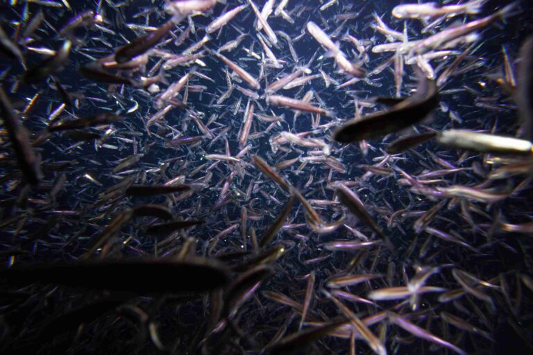 Where did Blythe Star go? 50-year mystery solved