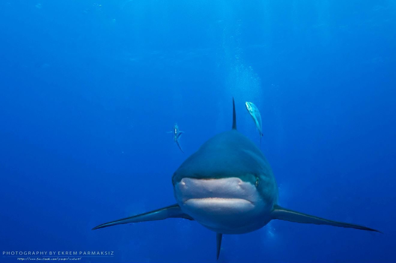 Rogue sharks? What’s really going on in the Red Sea?