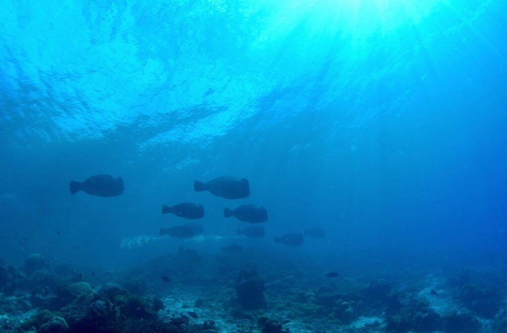 Raja Ampat Creature Feature Bumphead Parrot Fish