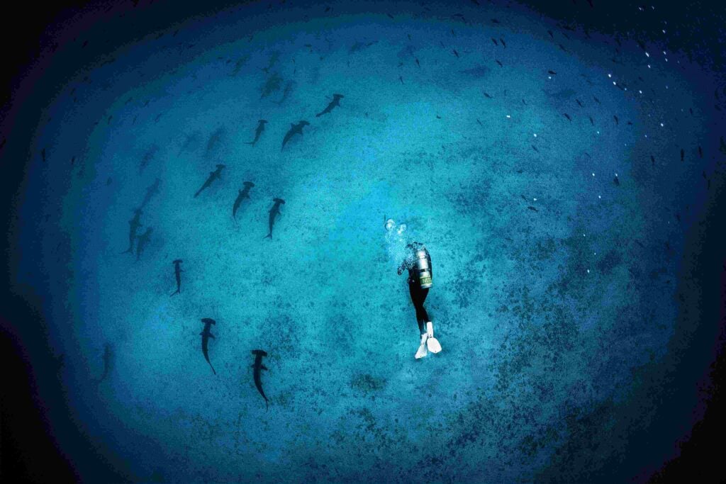 PADI names 12 world-beating shark-dive sites