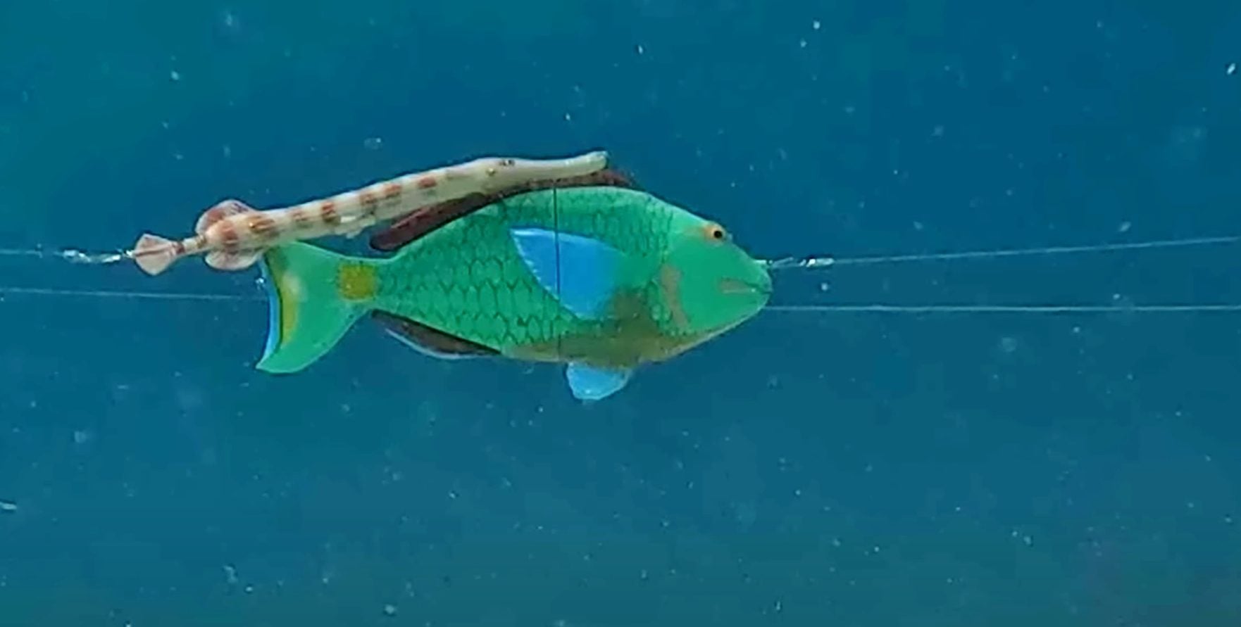 Shadow-hunters: Why trumpetfish hitch rides