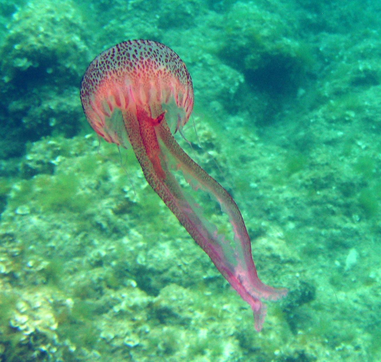 5 jellyfish species you may see more often in UK’s warming seas