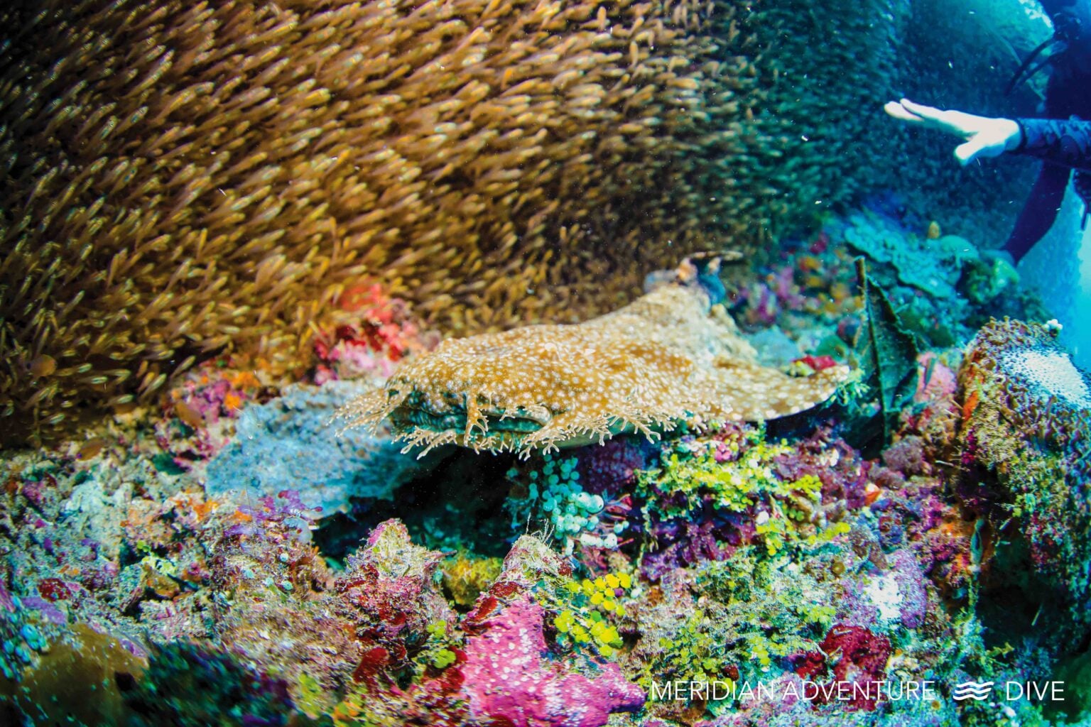 Raja Ampat Creature Feature Wobbegong Shark
