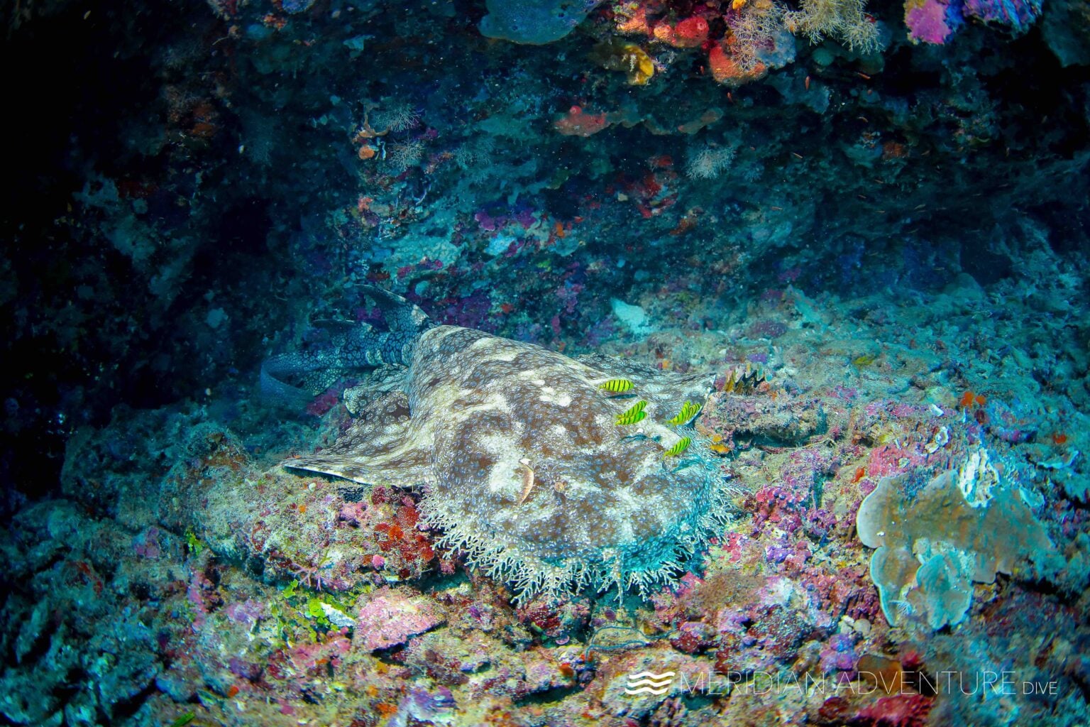 Raja Ampat Creature Feature Wobbegong Shark