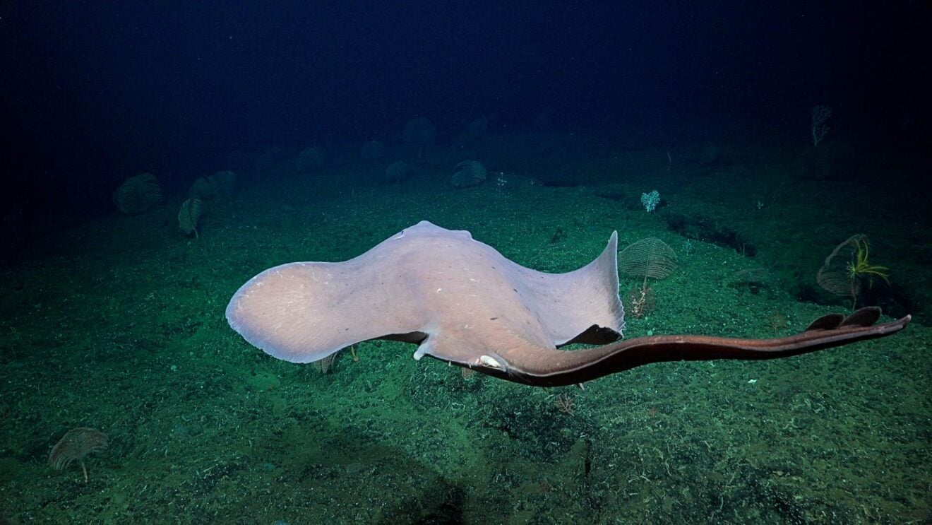4 new deep-sea octopus species identified