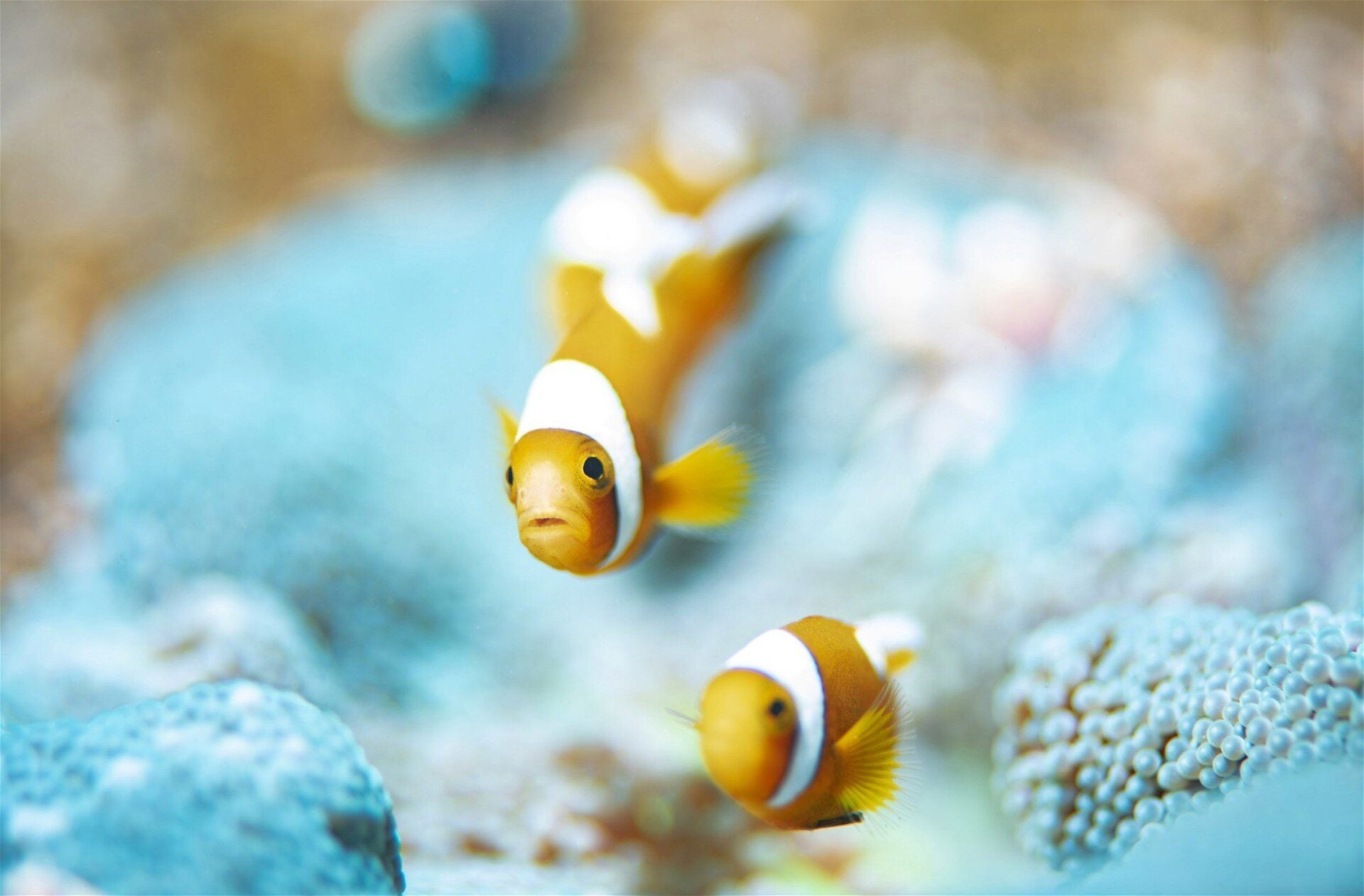 Underwater Photography: Mastering Blur, Bokeh & Creative Backgrounds