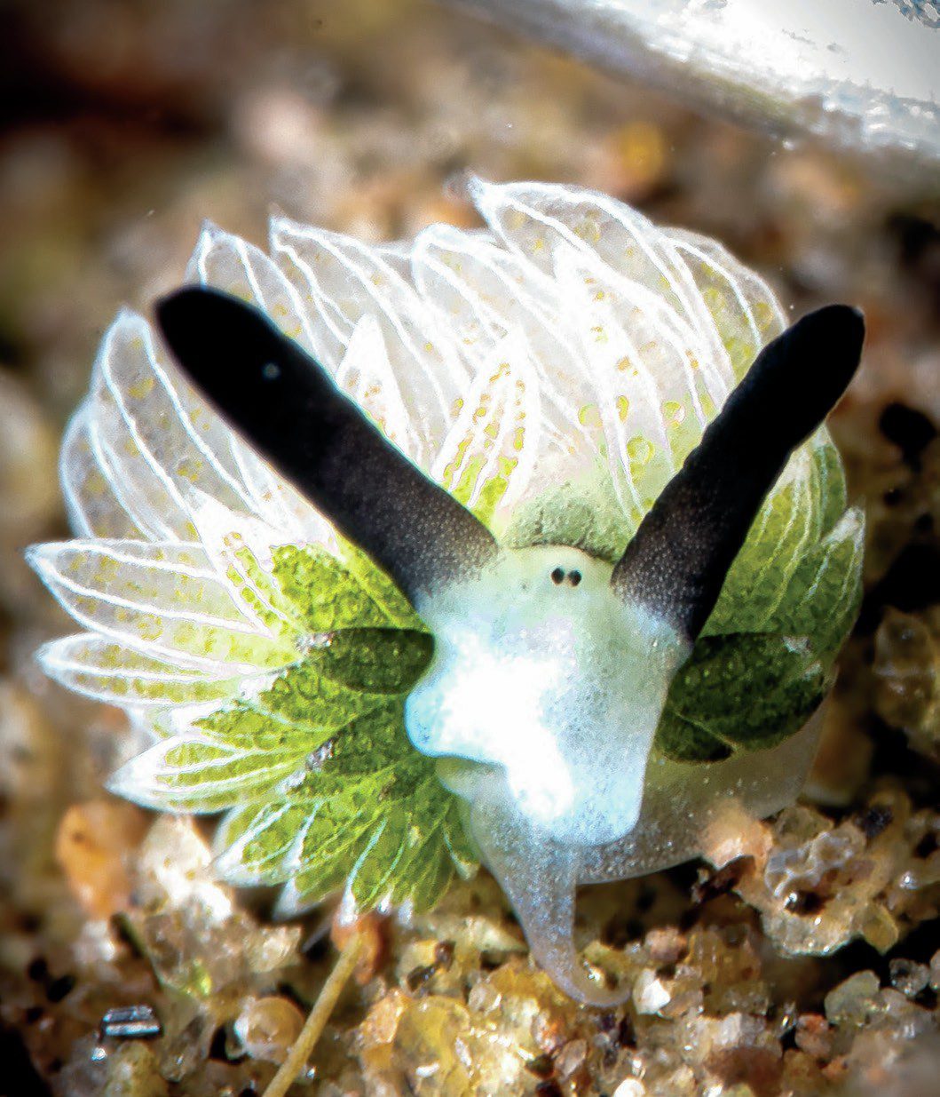 Shaun The Sheep Slug: The Satori Of Diving
