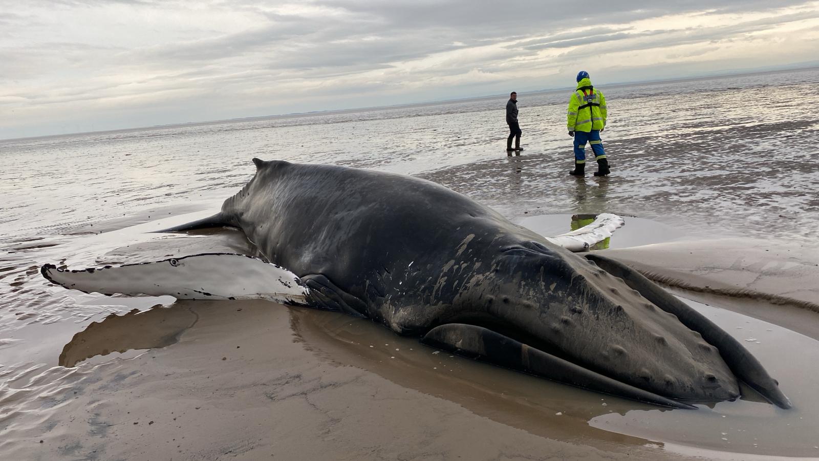 Humpback whale back at sea after Scotland stranding