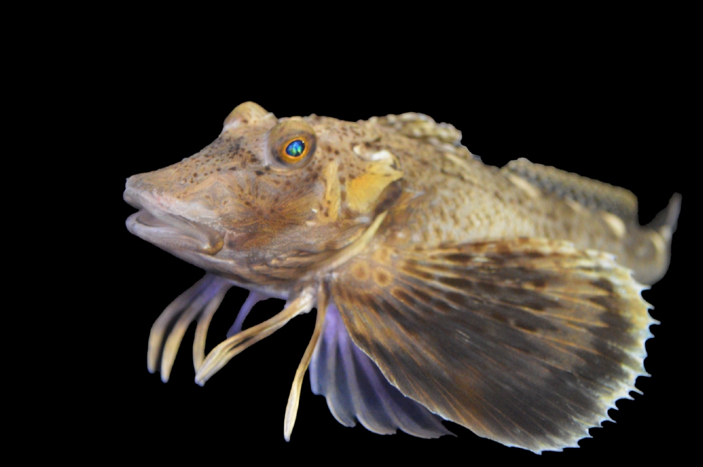 Fish that taste with legs, heads and chins