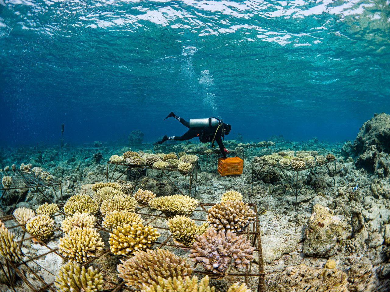 Maldives Coral Restoration Project