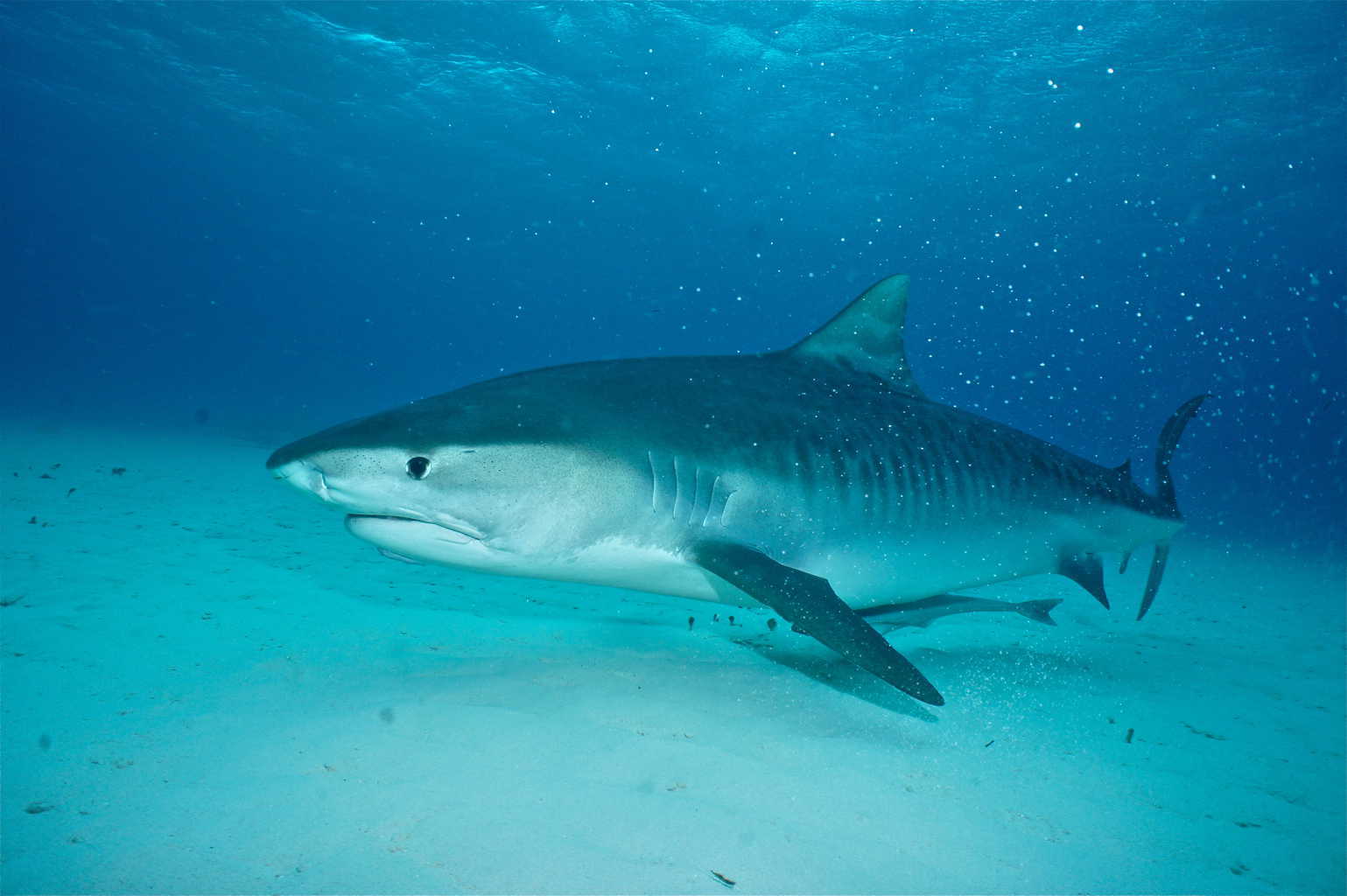 22 Degrees is 'Goldilocks' Temperature for Tiger Sharks
