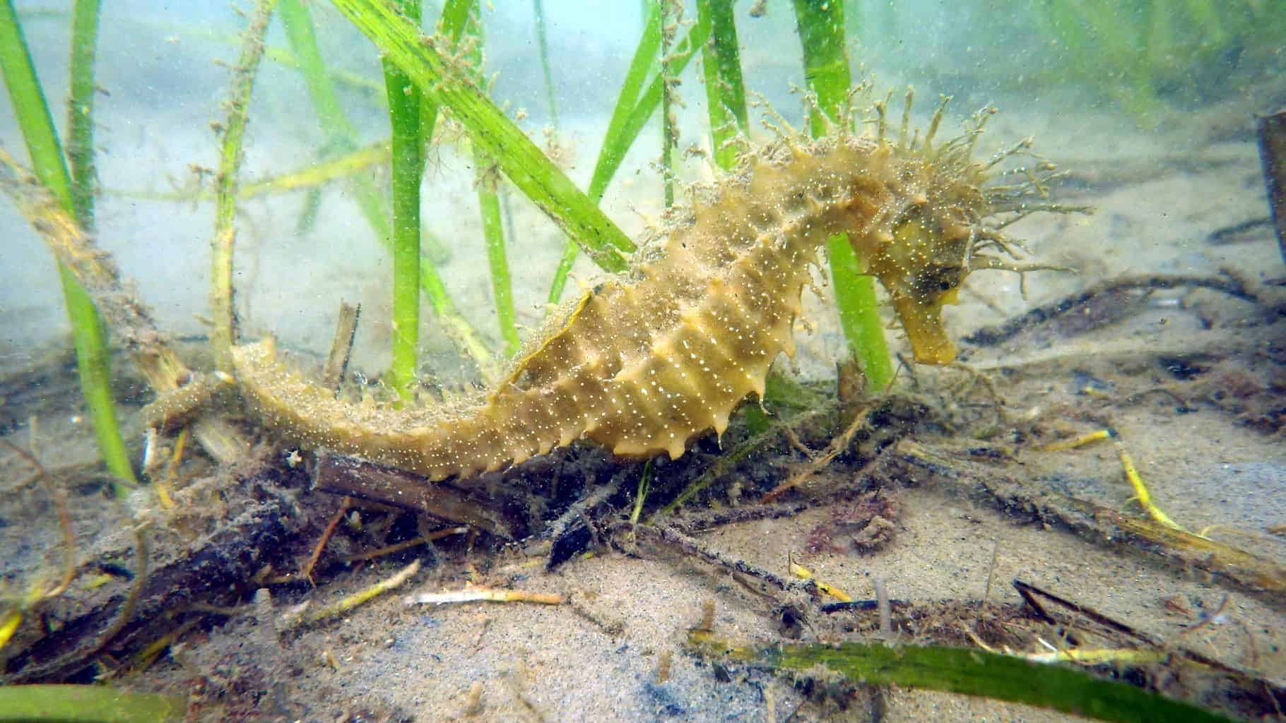 Seahorse spotted in Studland Bay for first time in three years