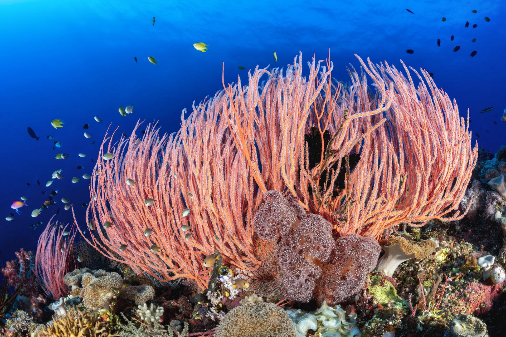 SCUBA DIVING Papua New Guinea