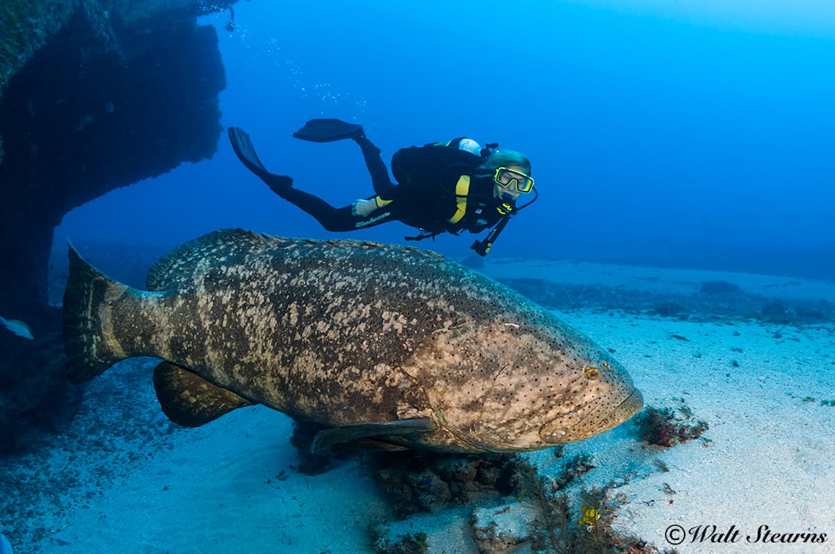Florida's Goliath grouper under fire