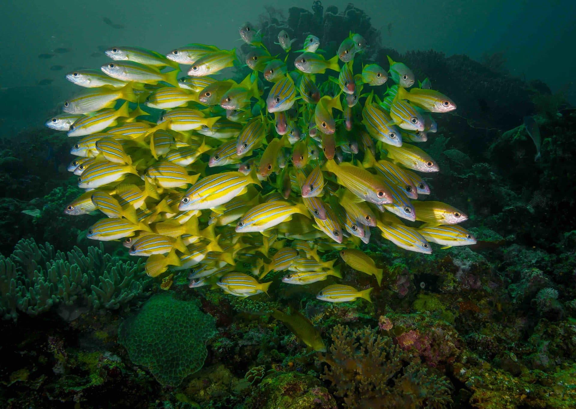 Incredible Schooling Fish