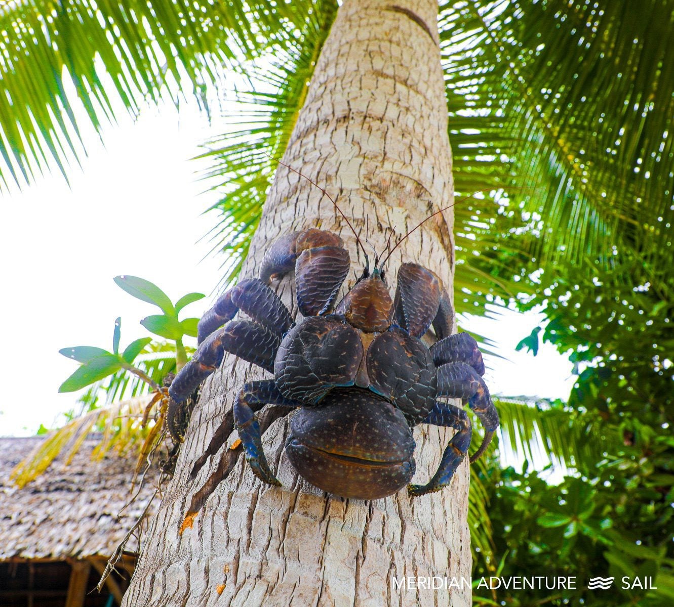 Protecting Raja Ampat's Endangered Giant Coconut Crab