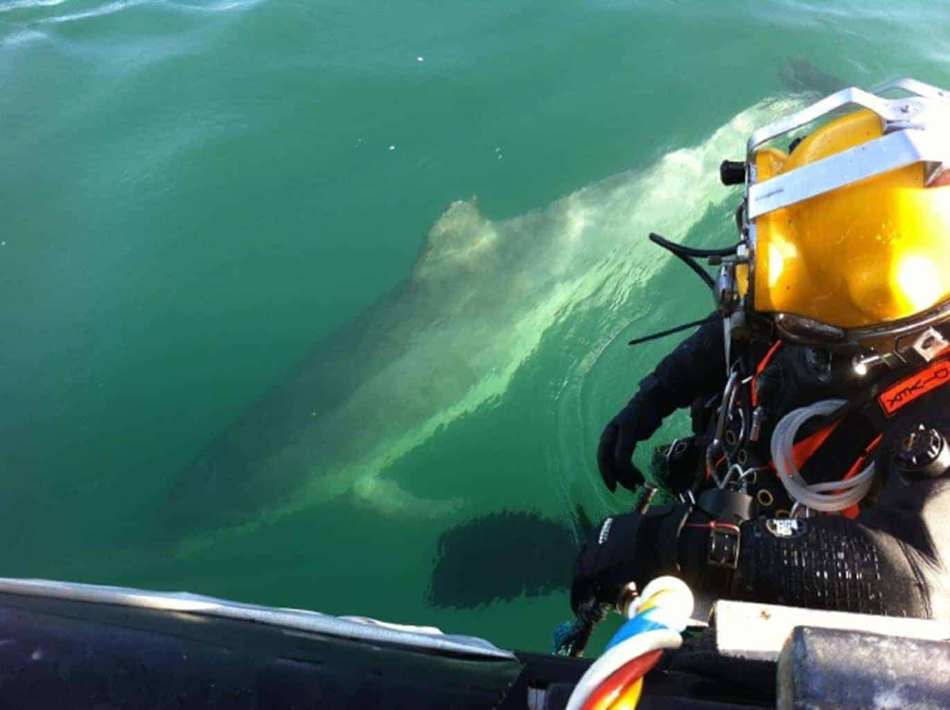 You're a qualified commercial diver, next?