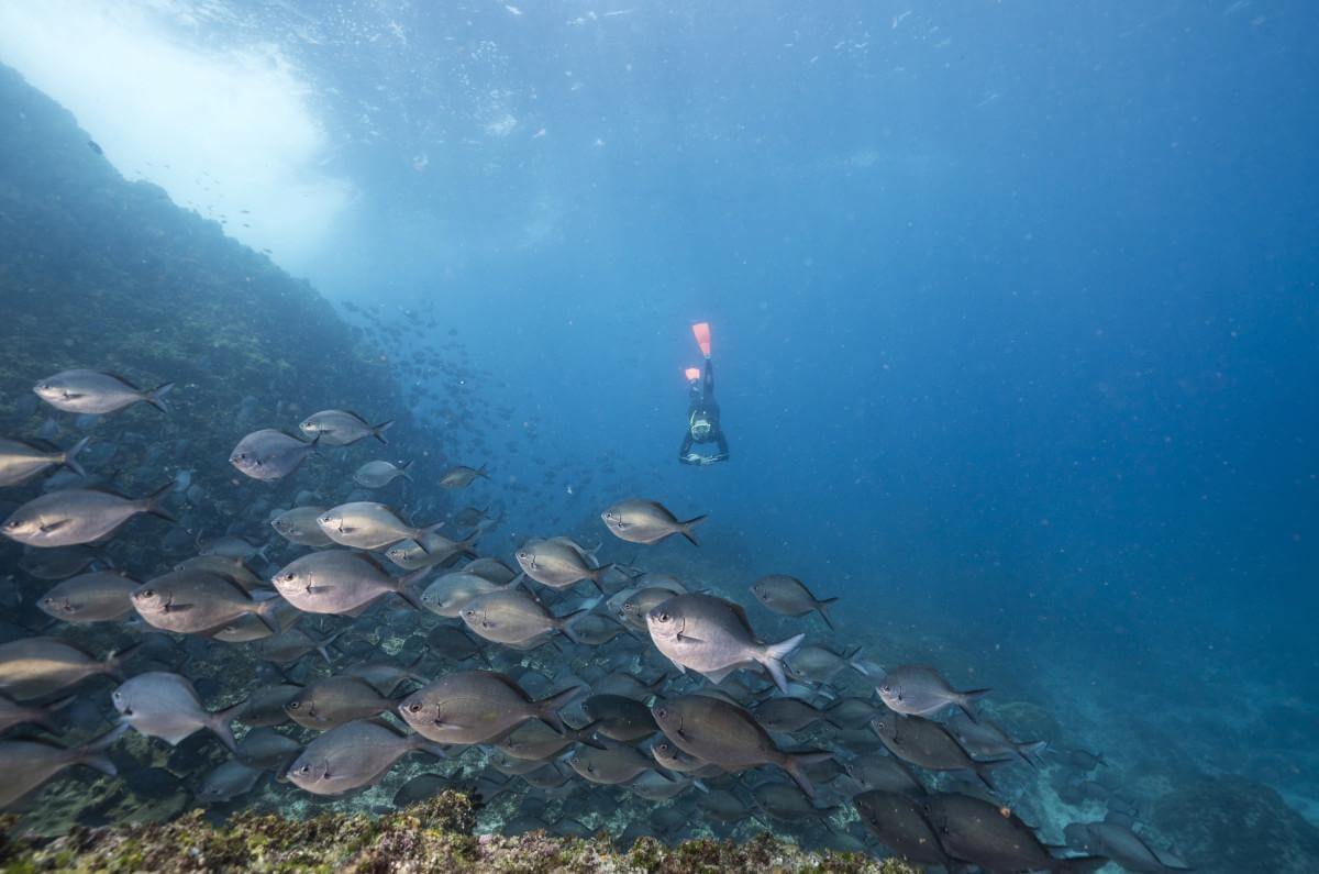5 Iconic New South Wales Dive and Snorkelling sites