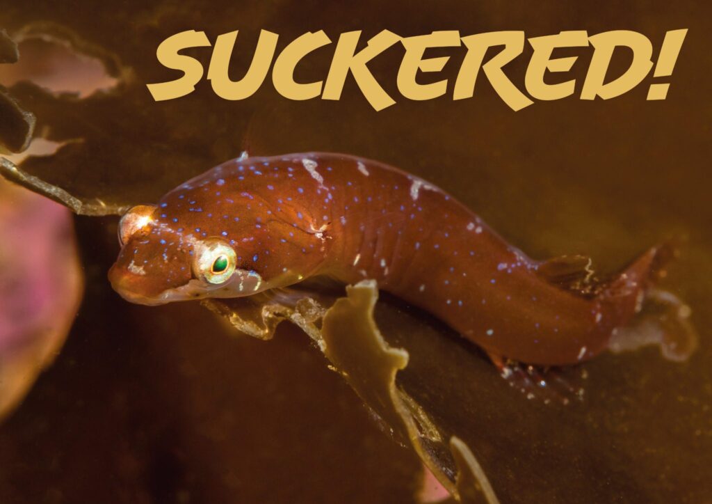 Marvels of Adaptation: Life Among the Suckerfish