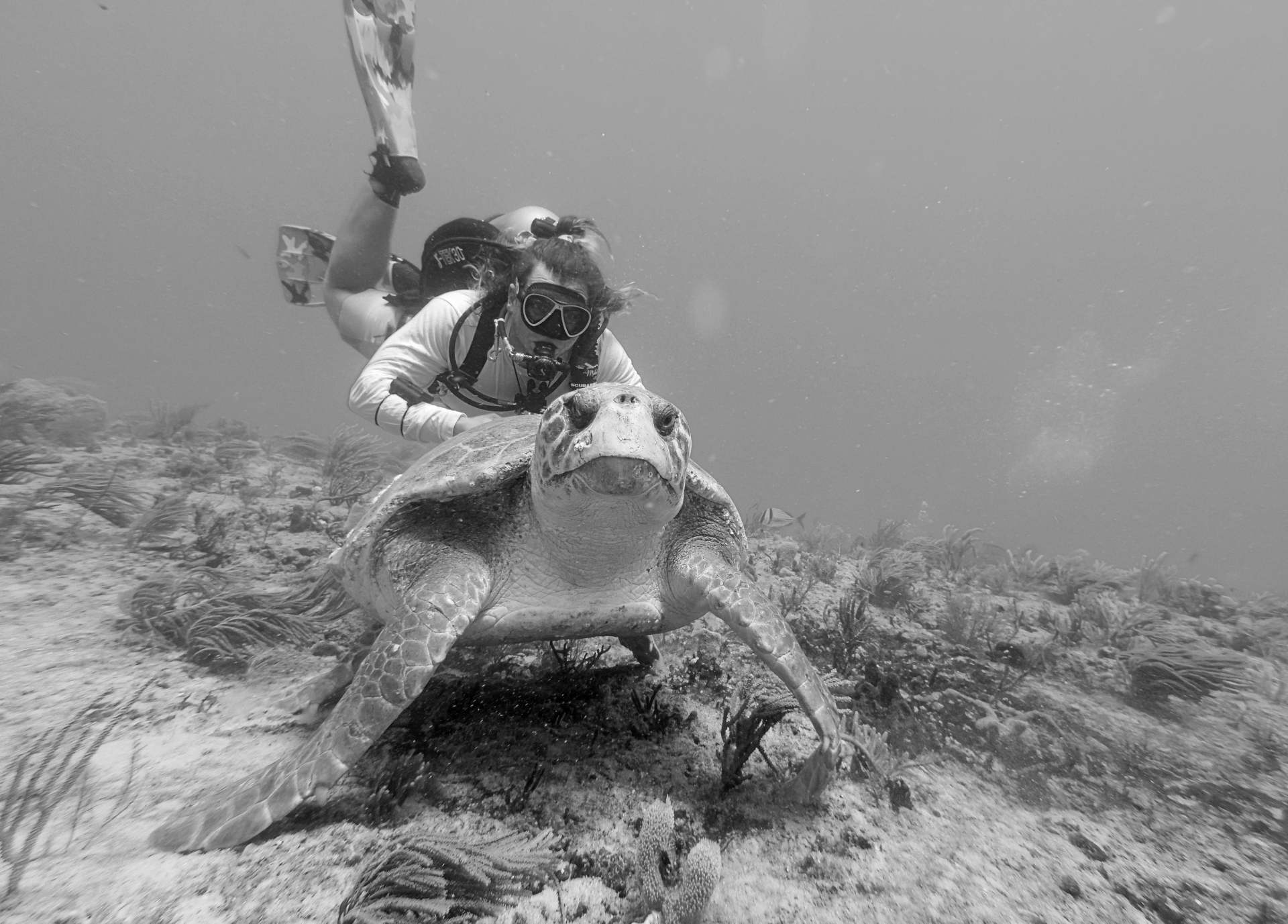 Чудото на морските костенурки