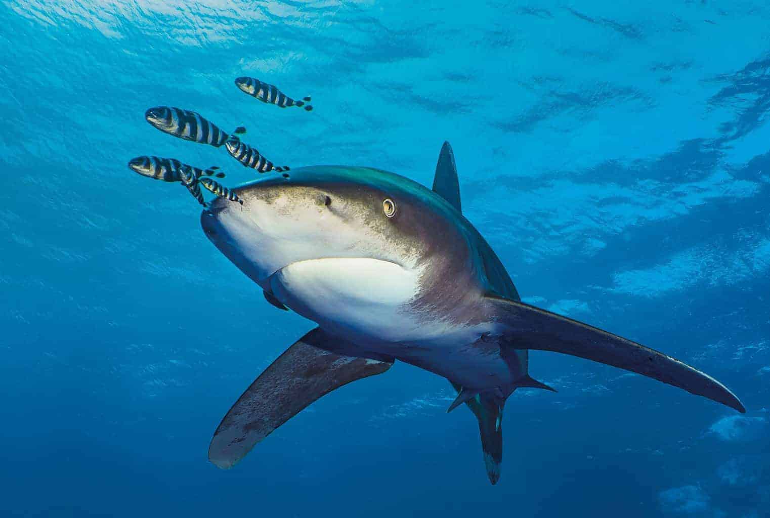 UNDERWATER PHOTOGRAPHY: Mario Vitalini - evolution of a shark photo