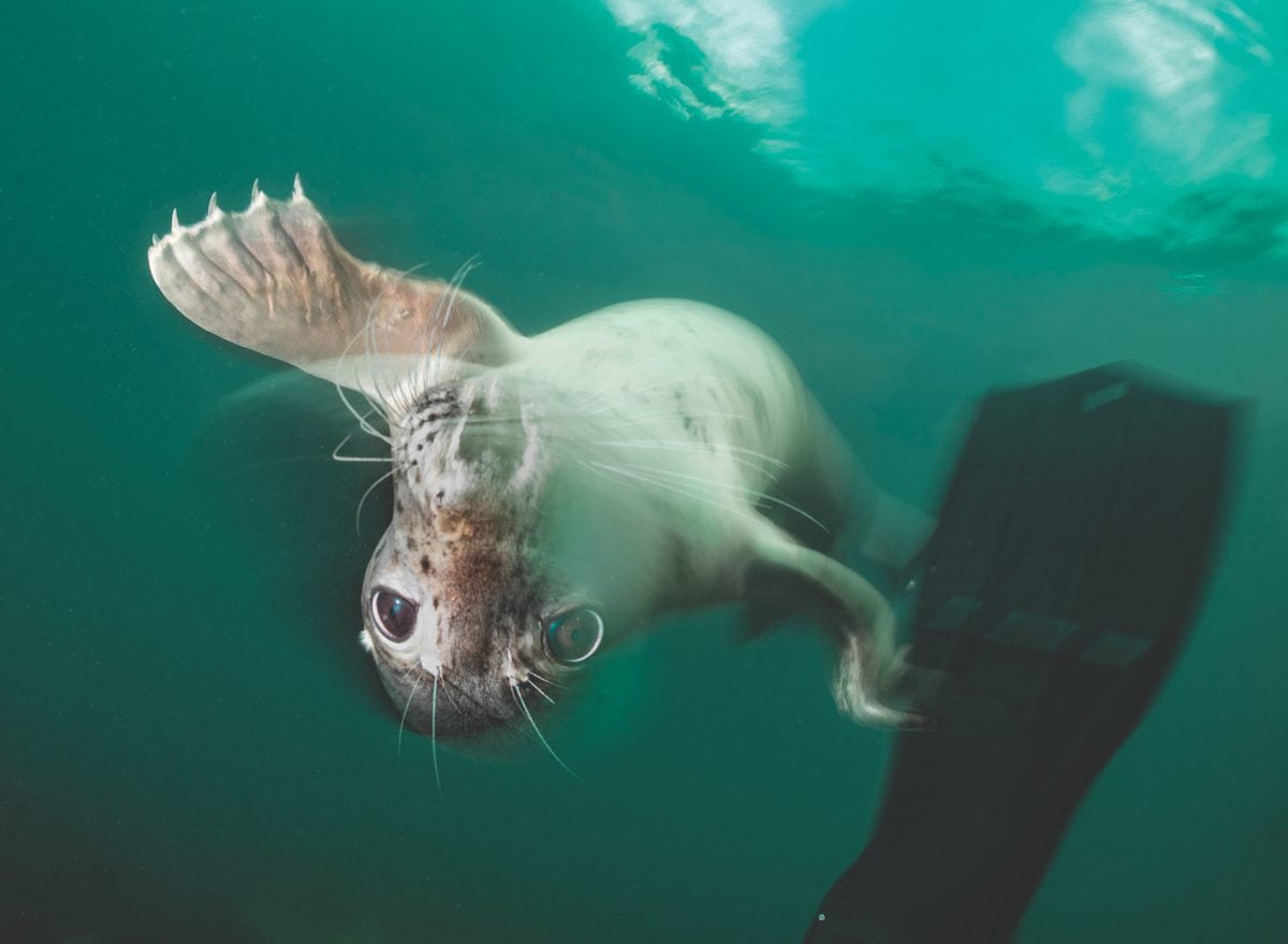 Top Photography Tips For Diving With Seals
