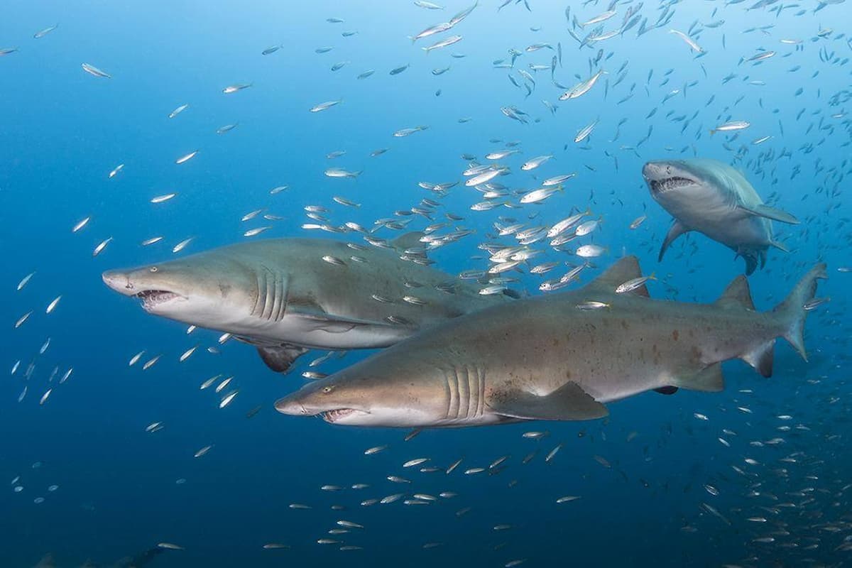 Sand Tiger Sharks, Wreck of the Caribsea, North Carolina