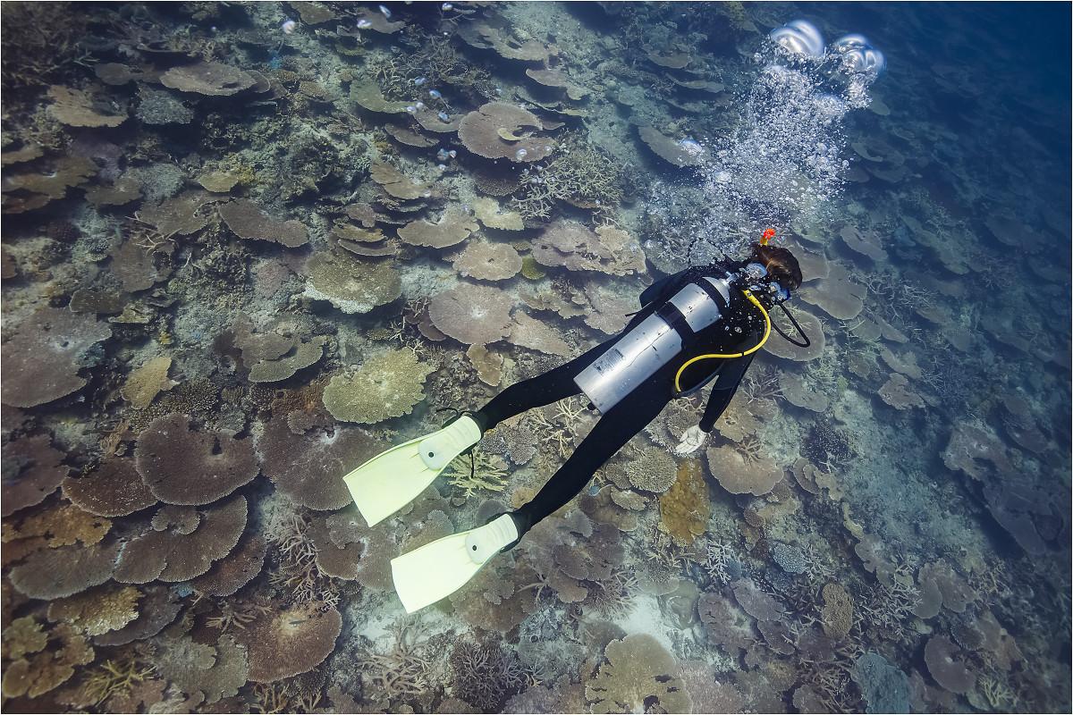 The Lady Musgrave Experience