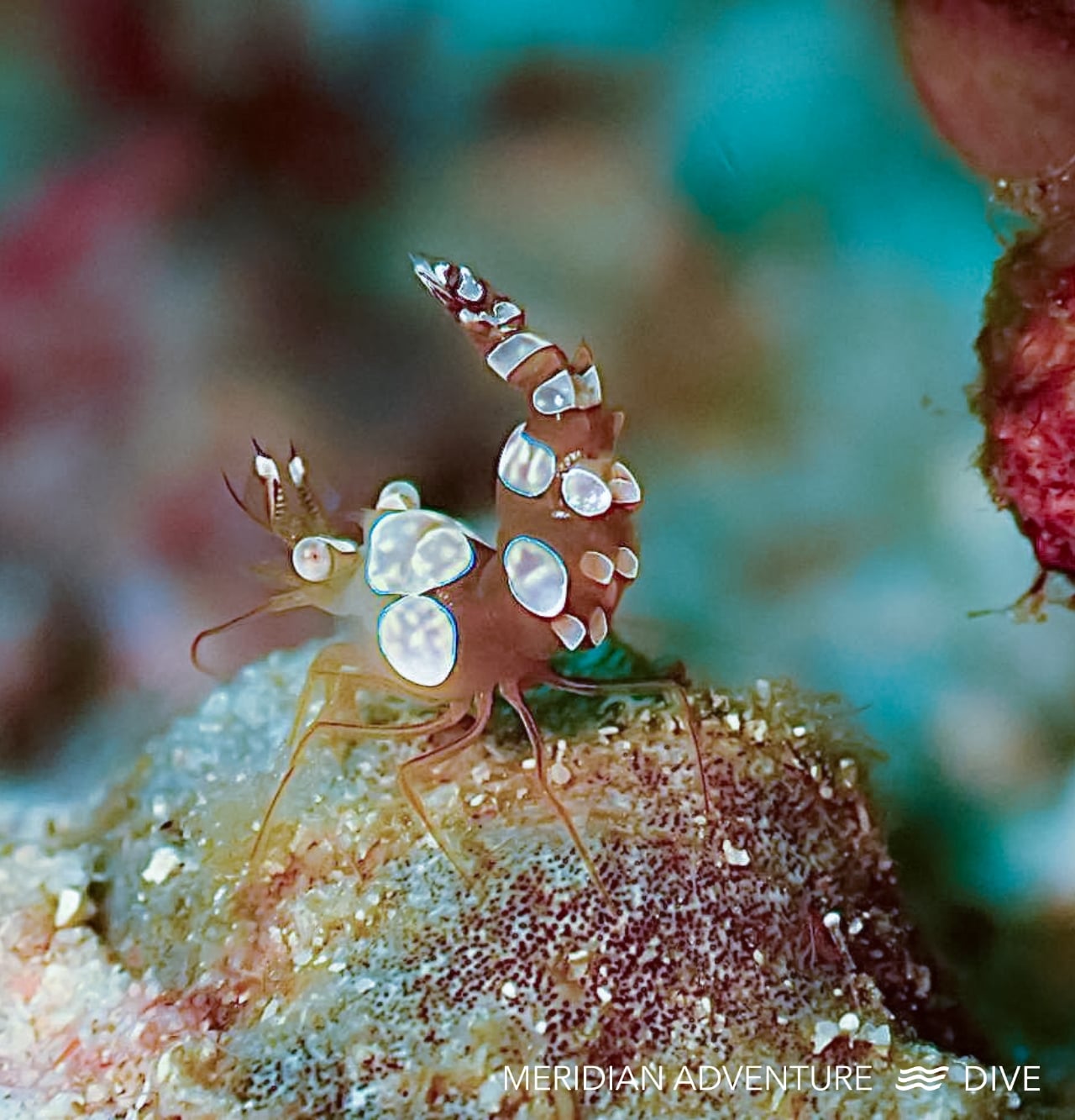 The Raja Ampat Creature Feature Series Anemone Shrimp