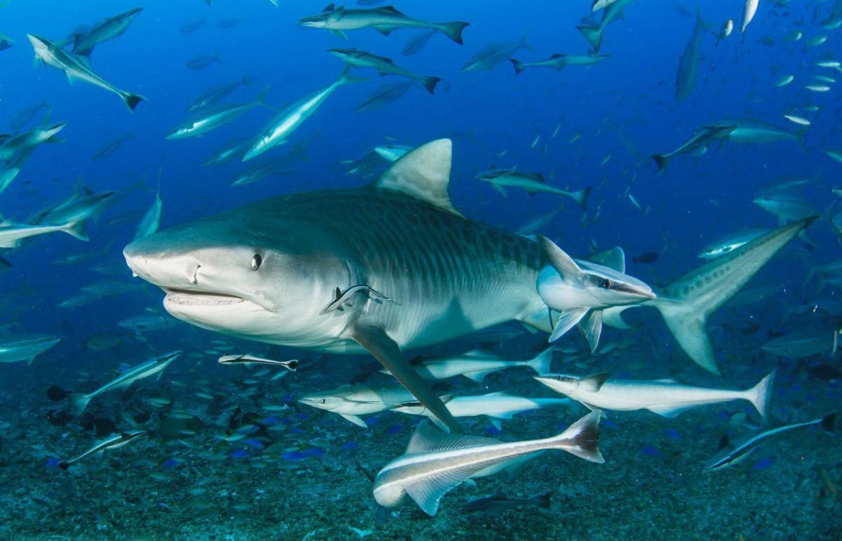 The 6 Best Dive Sites of the South Pacific