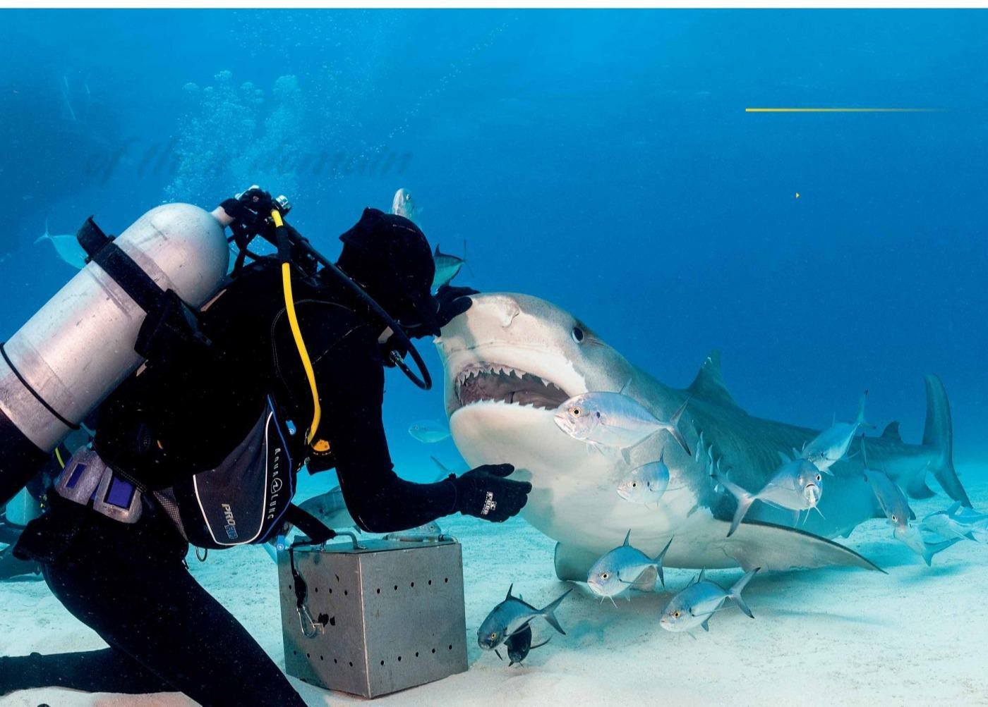 At Tiger Beach, Who are the Masters of their Domain?