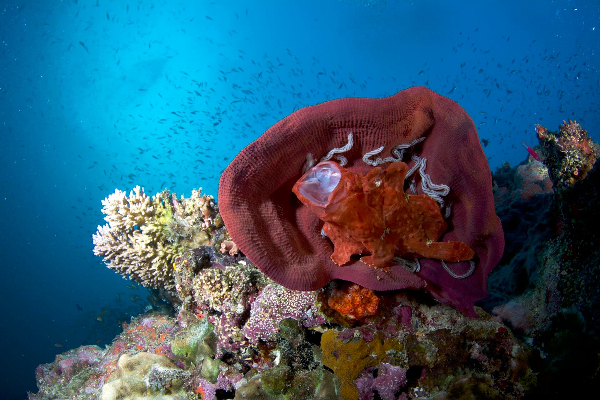 Guide to Australia's Best Scuba Dive Sites