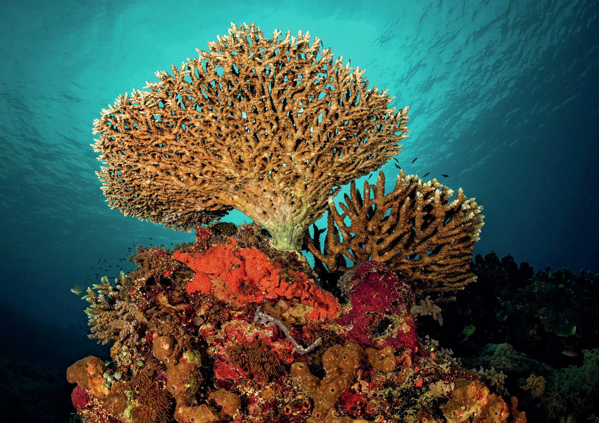 Giant coral store